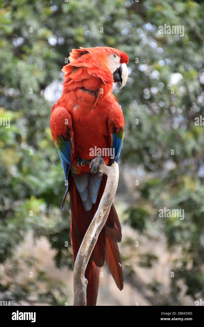 Ruffled flufffed feathers on his neck sitting in a tree Stock Photo - Alamy
