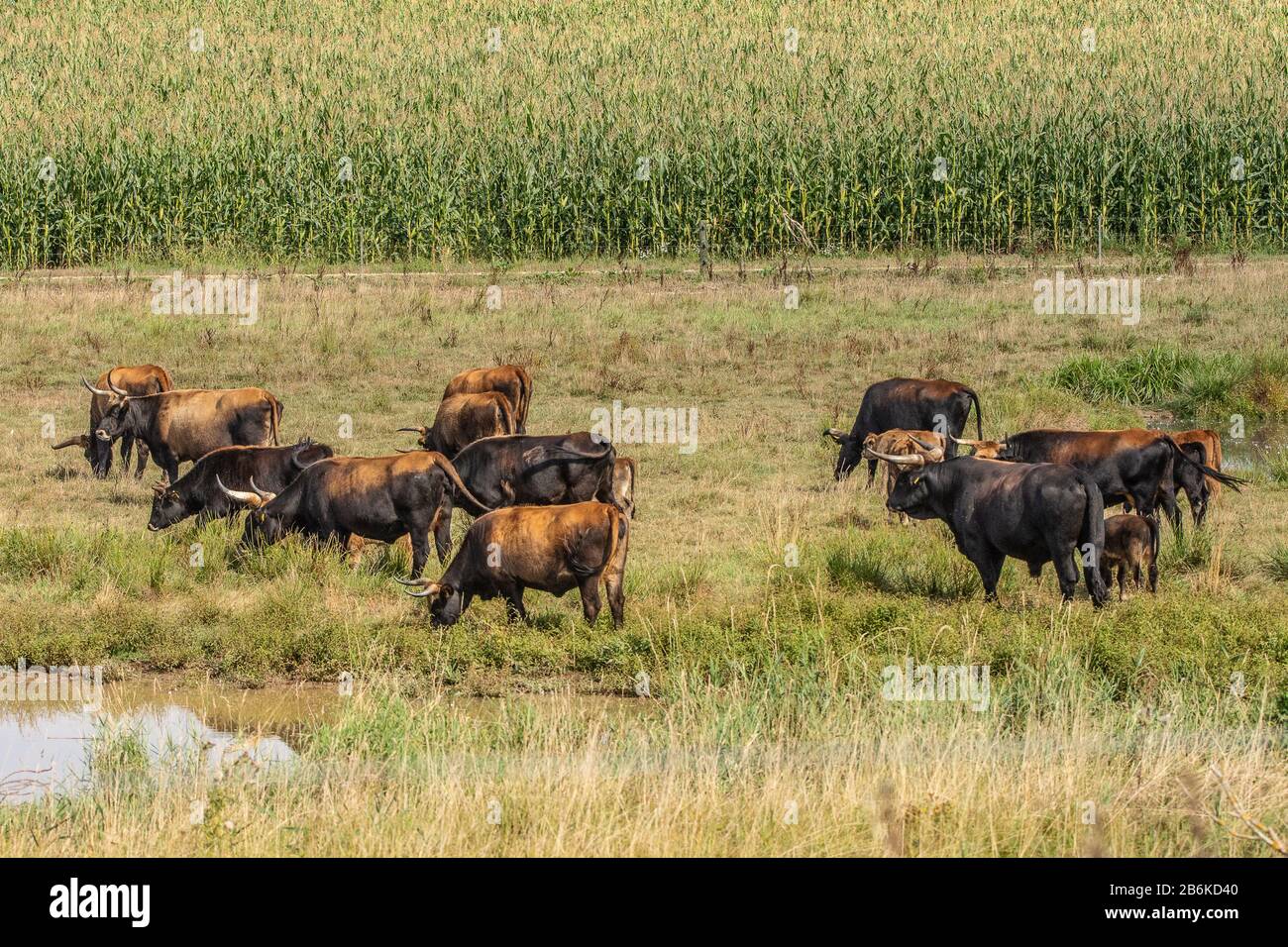 Heck cattle (Bos primigenius f. taurus), grazing cattles, Germany ...