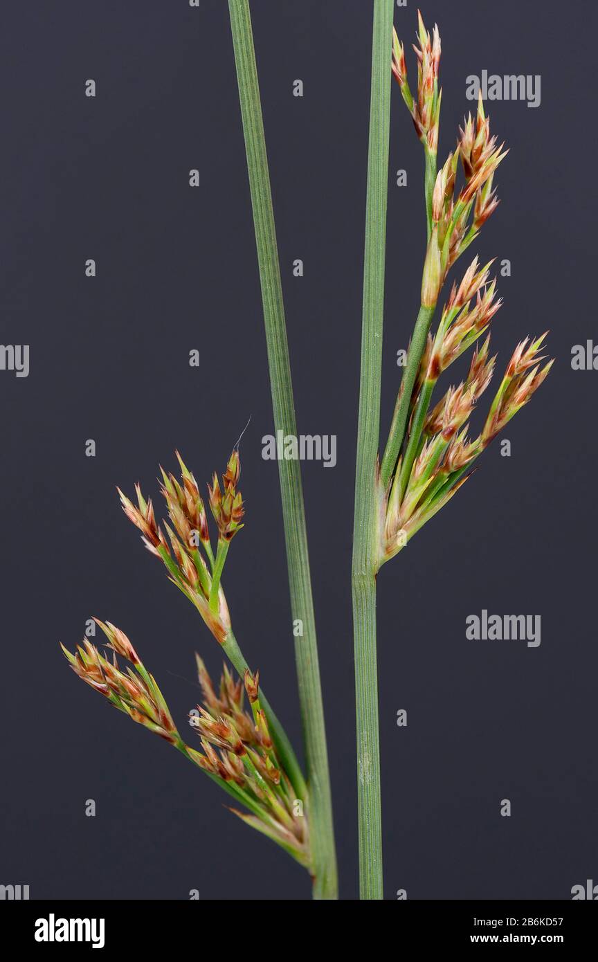 European hard rush hi-res stock photography and images - Alamy