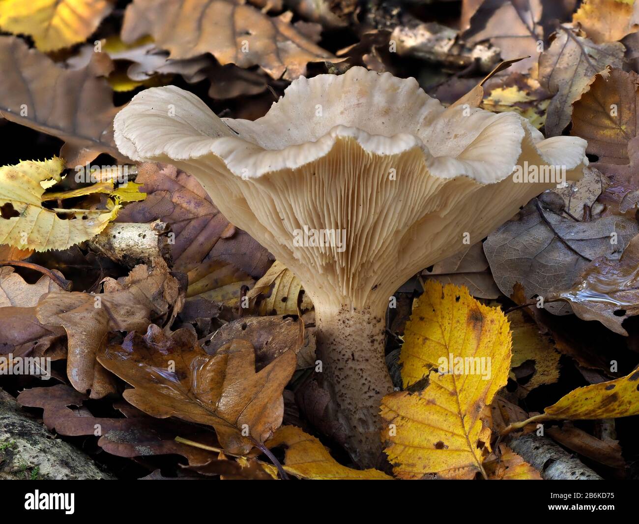 Trooping funnel fungus hi-res stock photography and images - Alamy