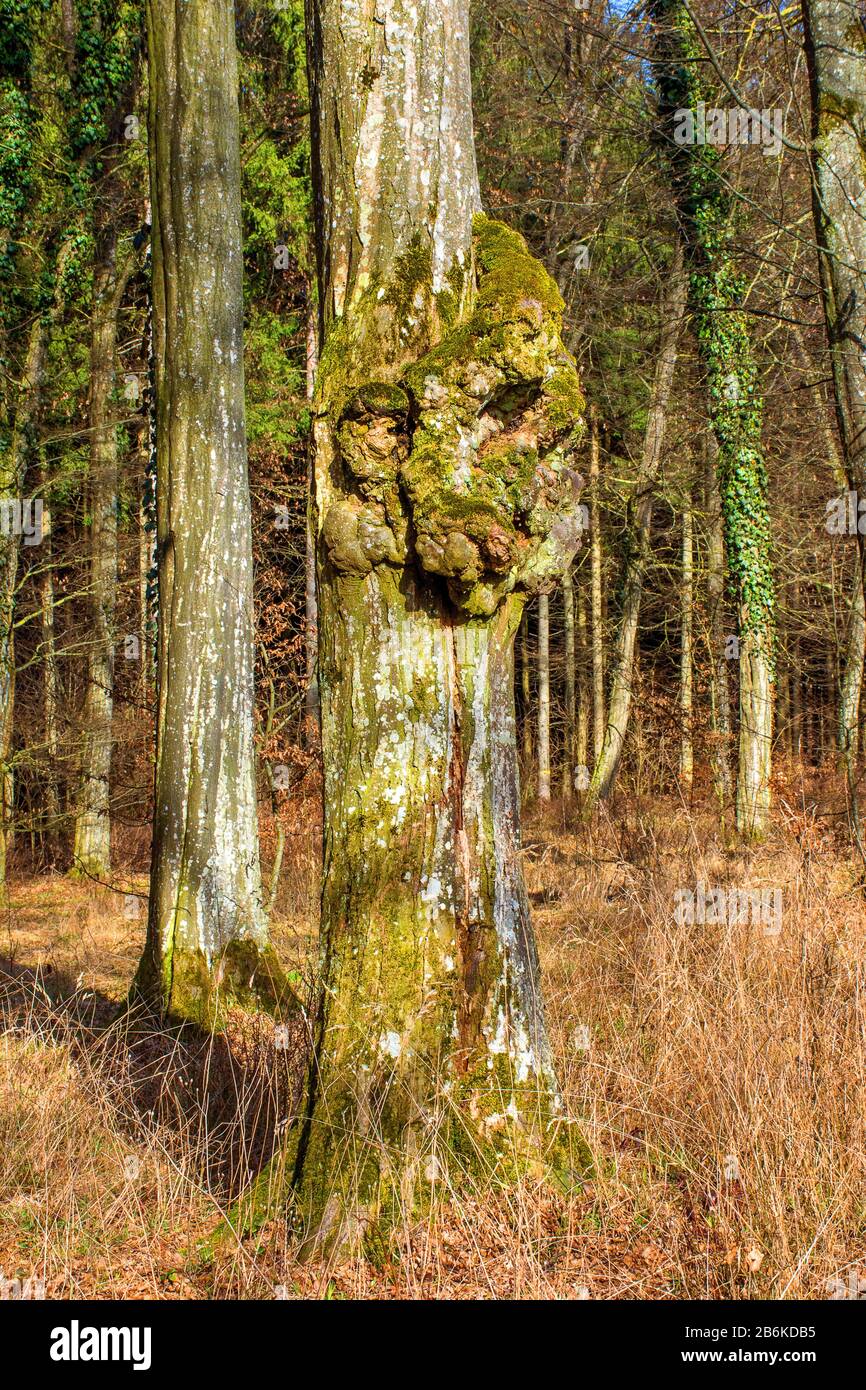 Canker hi-res stock photography and images - Alamy