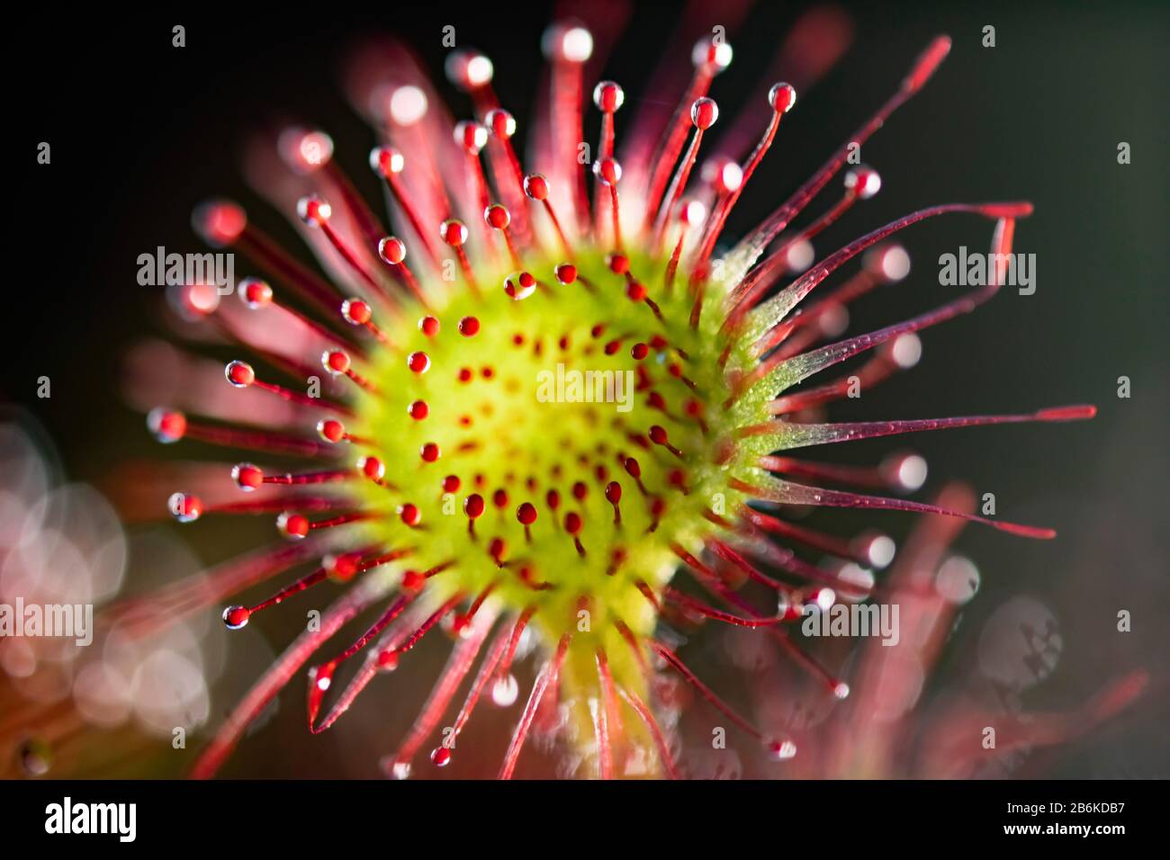 round-leaved sundew, roundleaf sundew (Drosera rotundifolia), leaves ...