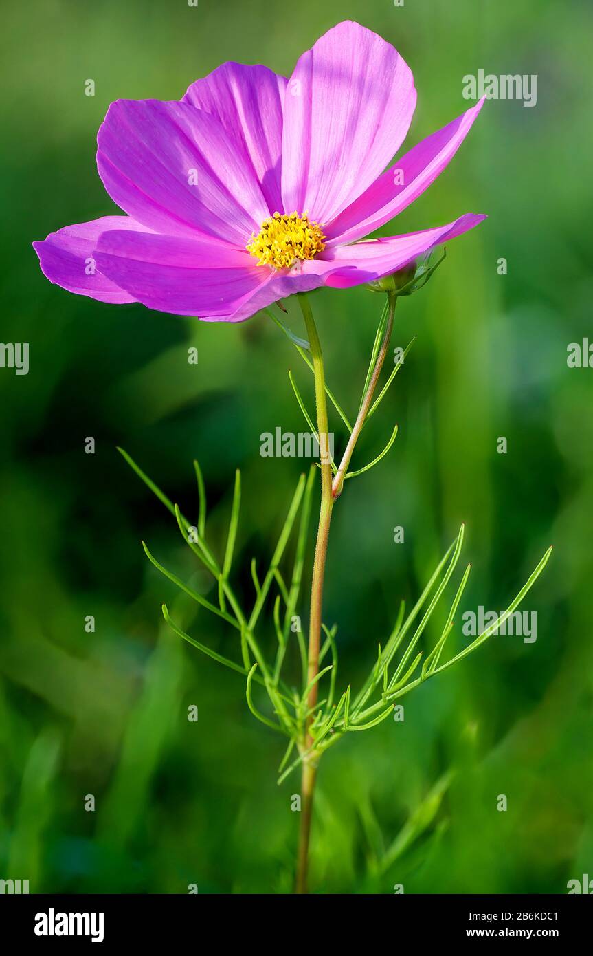 garden cosmos, Mexican aster (Cosmos bipinnatus), blooming Stock Photo ...