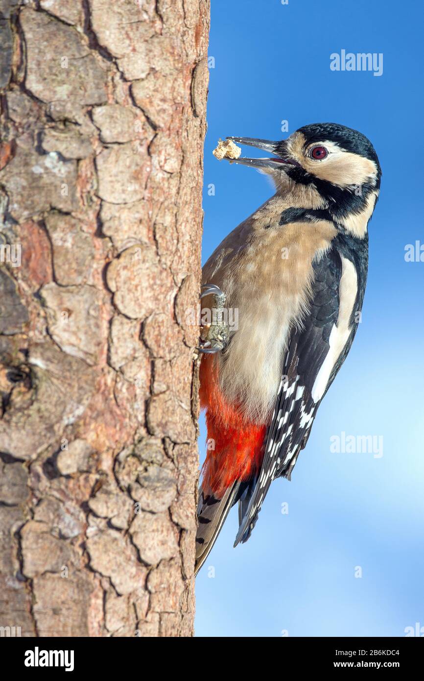 Pico lateral hi-res stock photography and images - Alamy