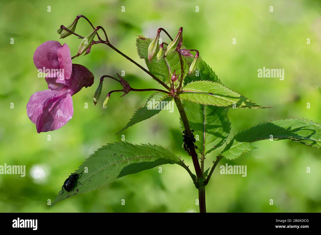Indian beetle hi-res stock photography and images - Alamy