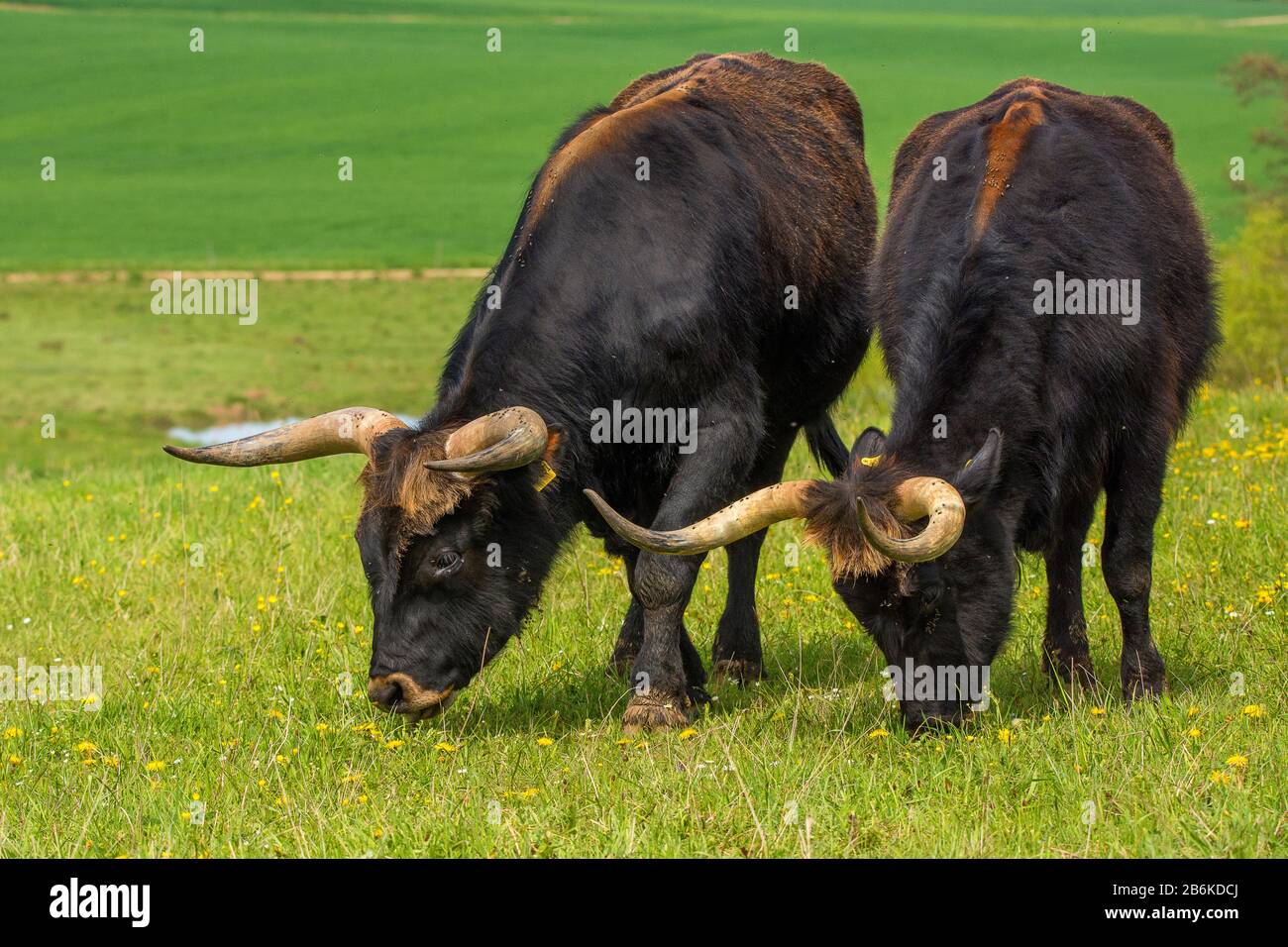 Heck cattle (Bos primigenius f. taurus), two Heck cattles grazing side ...