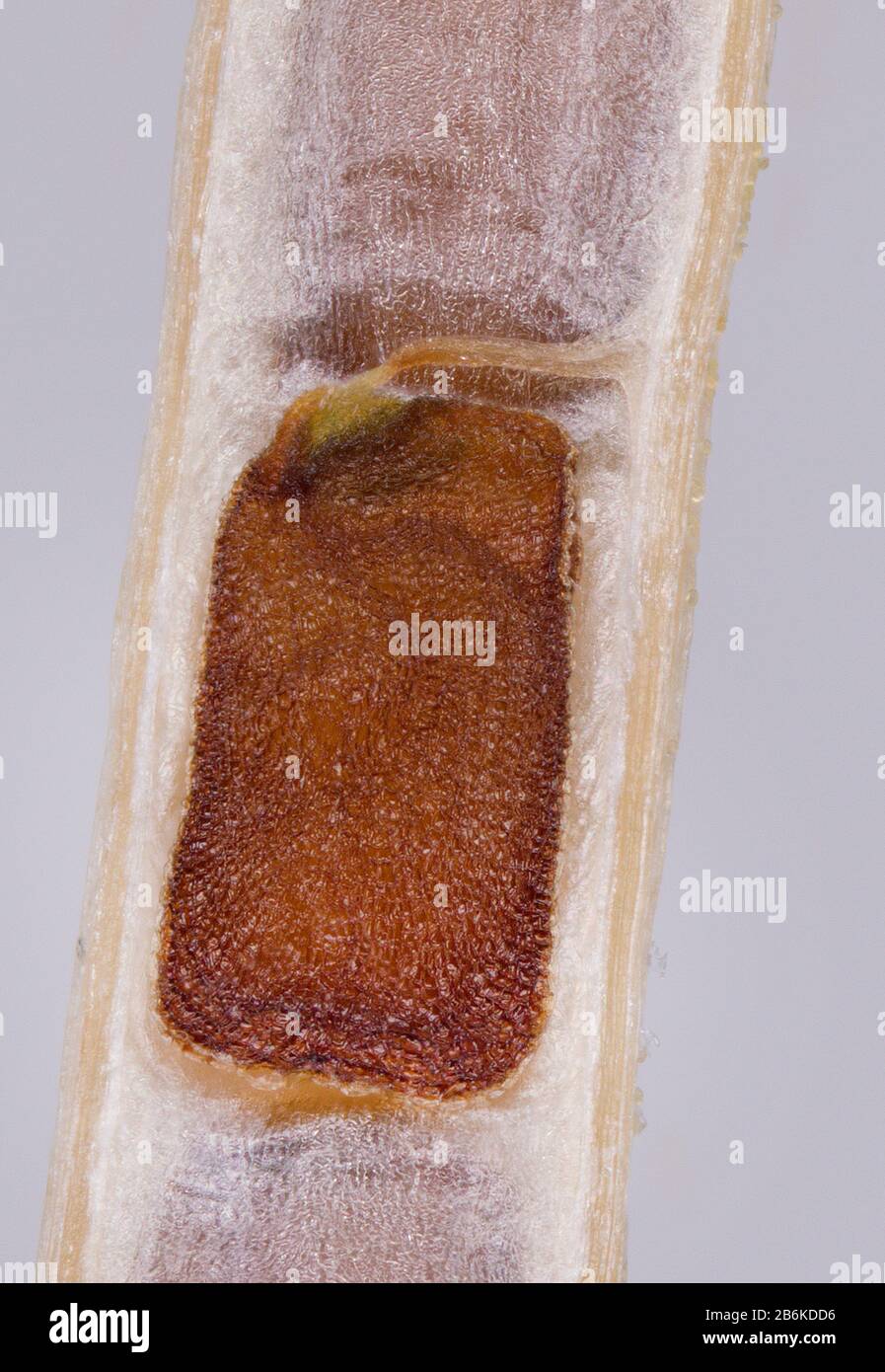 Willow weed epilobium spec hi-res stock photography and images - Alamy