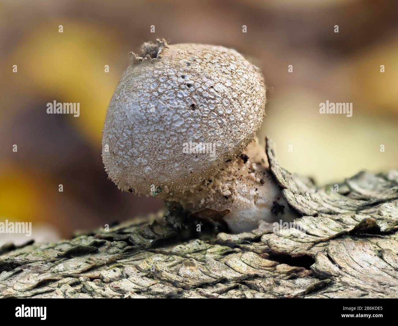 Common Puffball, Lycoperdon perlatum, growing on fallen tree, Dering ...