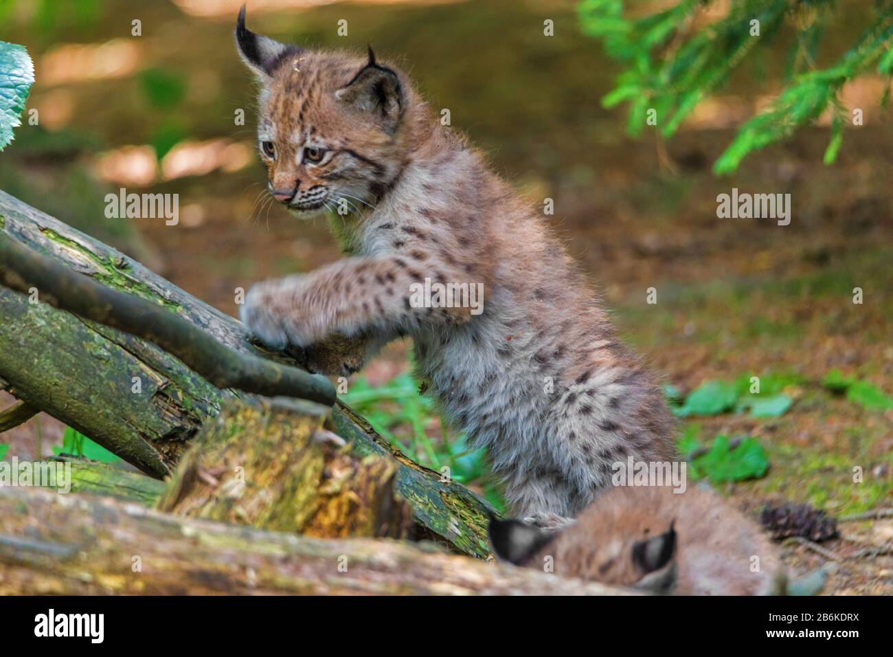 Eurasian lynx lynx lynx cub hi-res stock photography and images - Alamy