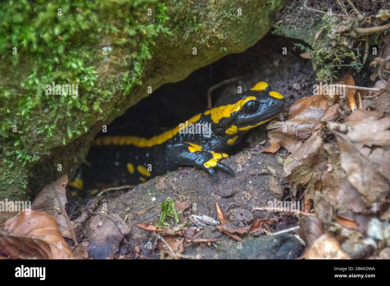 European fire salamander (Salamandra salamandra), scuttling out stones ...
