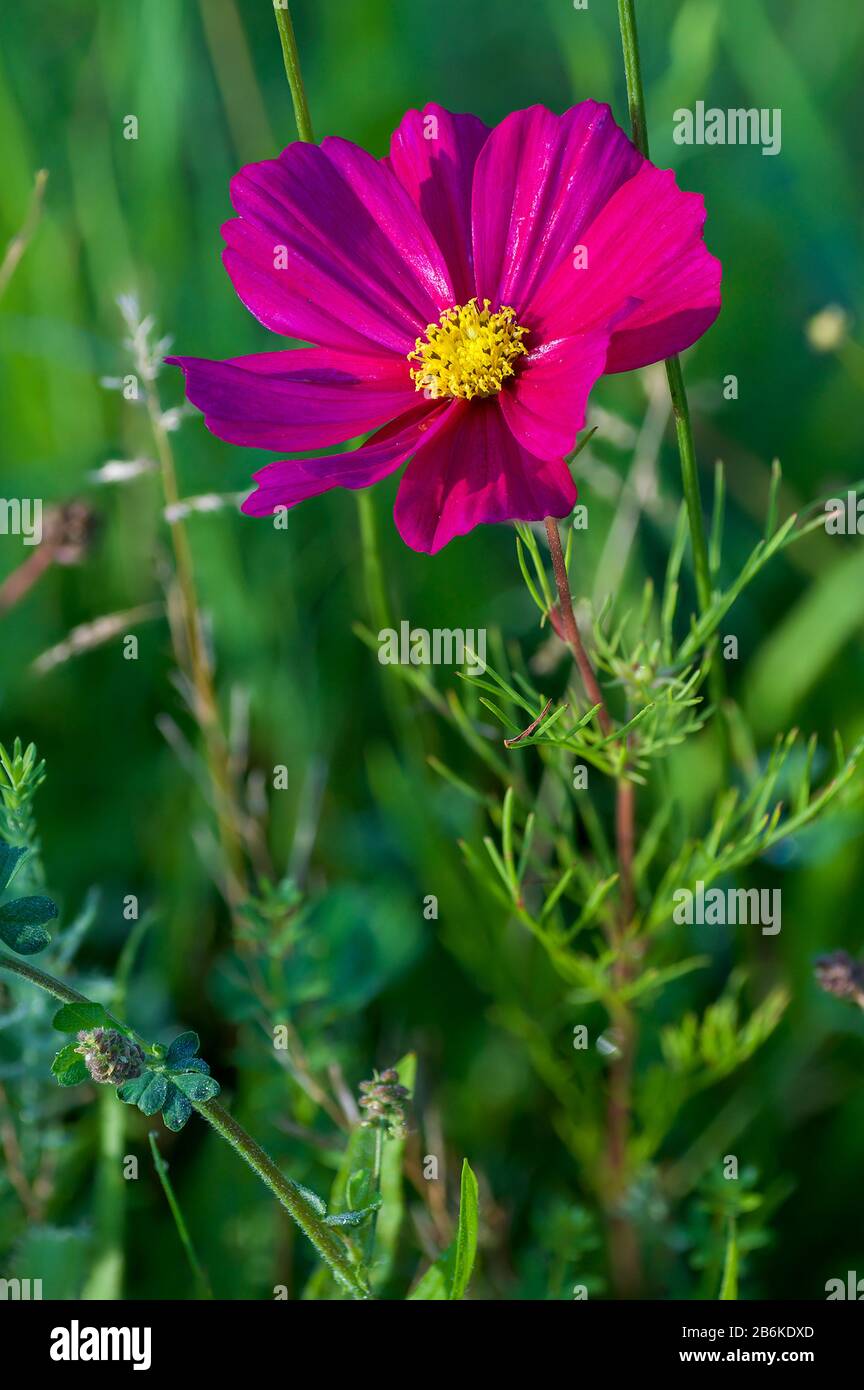 garden cosmos, Mexican aster (Cosmos bipinnatus), blooming Stock Photo ...