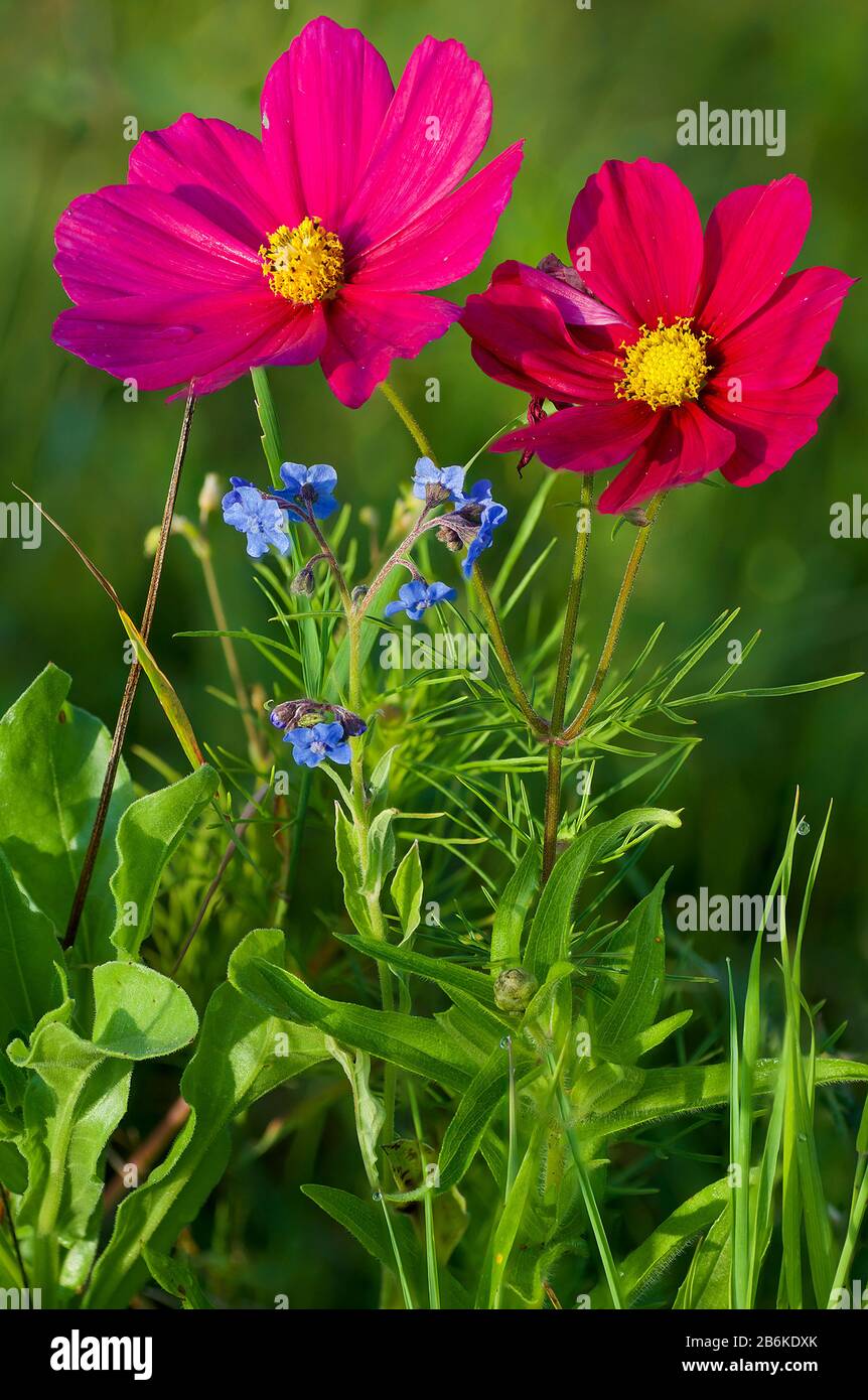 Mexican aster cosmos bipinnatus hi-res stock photography and images - Alamy