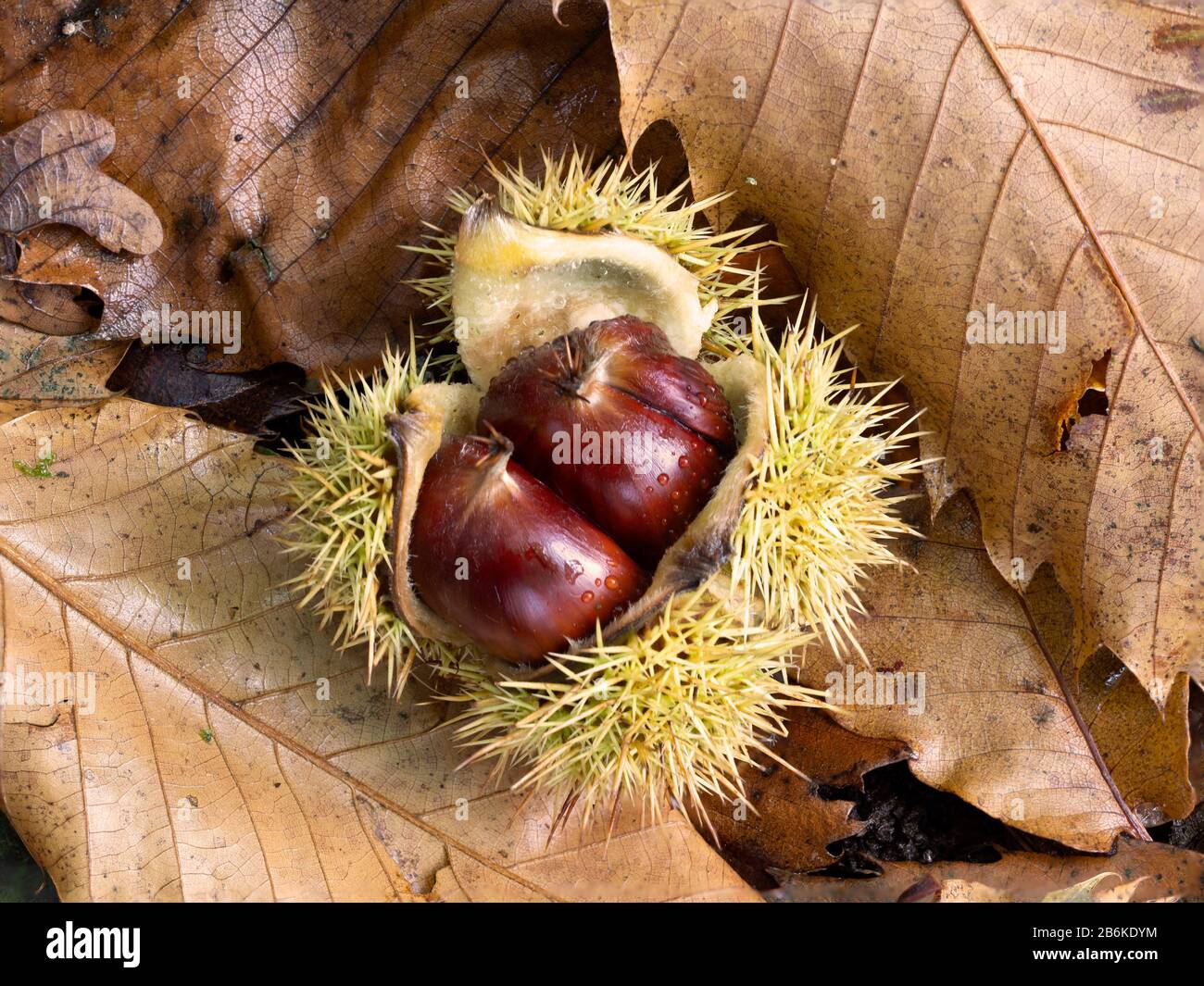 Edible seed, chestnut Castanea sativa, East Blean Woodlands, Kent UK ...