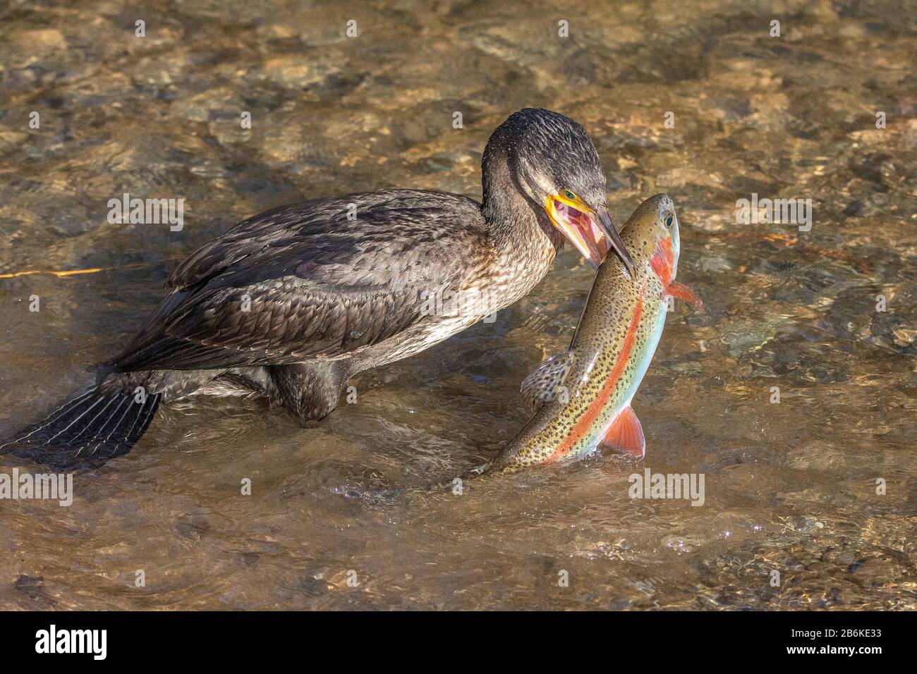 great cormorant (Phalacrocorax carbo), perching in shallow water with a ...