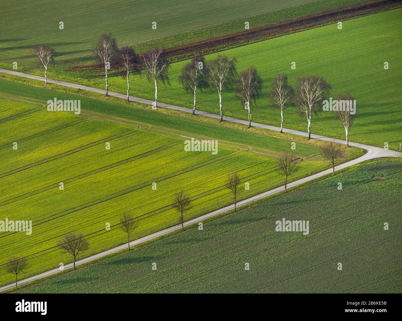 Rows of silver birch hi-res stock photography and images - Alamy
