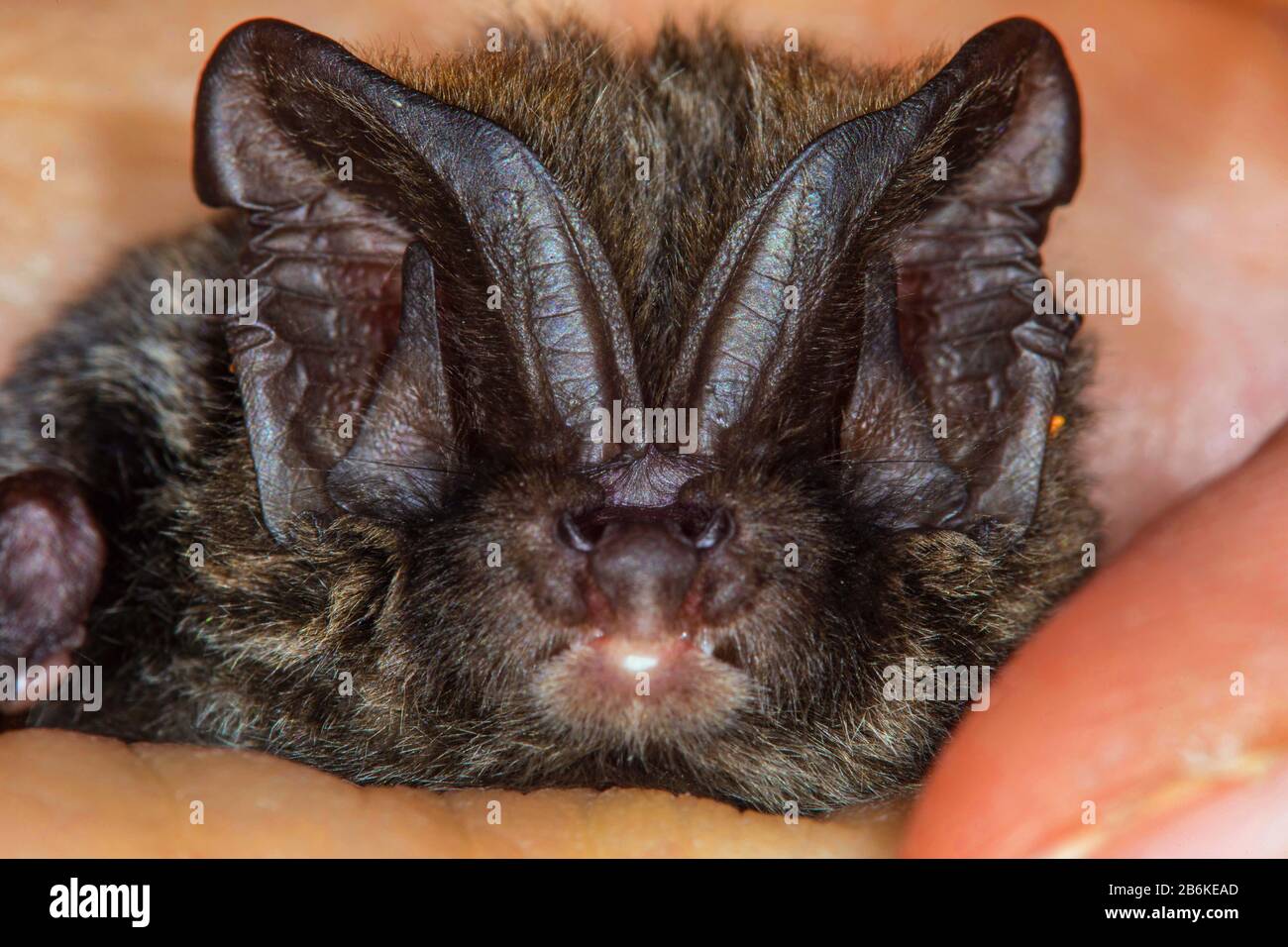 Barbastelle hi-res stock photography and images - Alamy