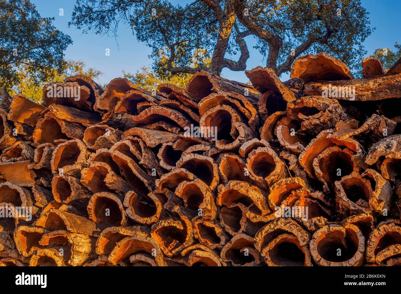 Cork bark pile hi-res stock photography and images - Alamy