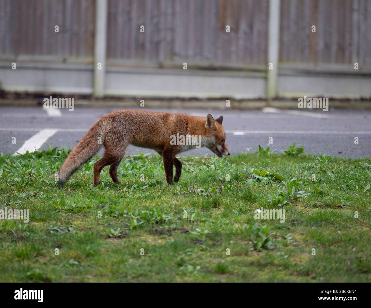 Fox, Vulpes vulpes, in garden, KENT UK Stock Photo - Alamy