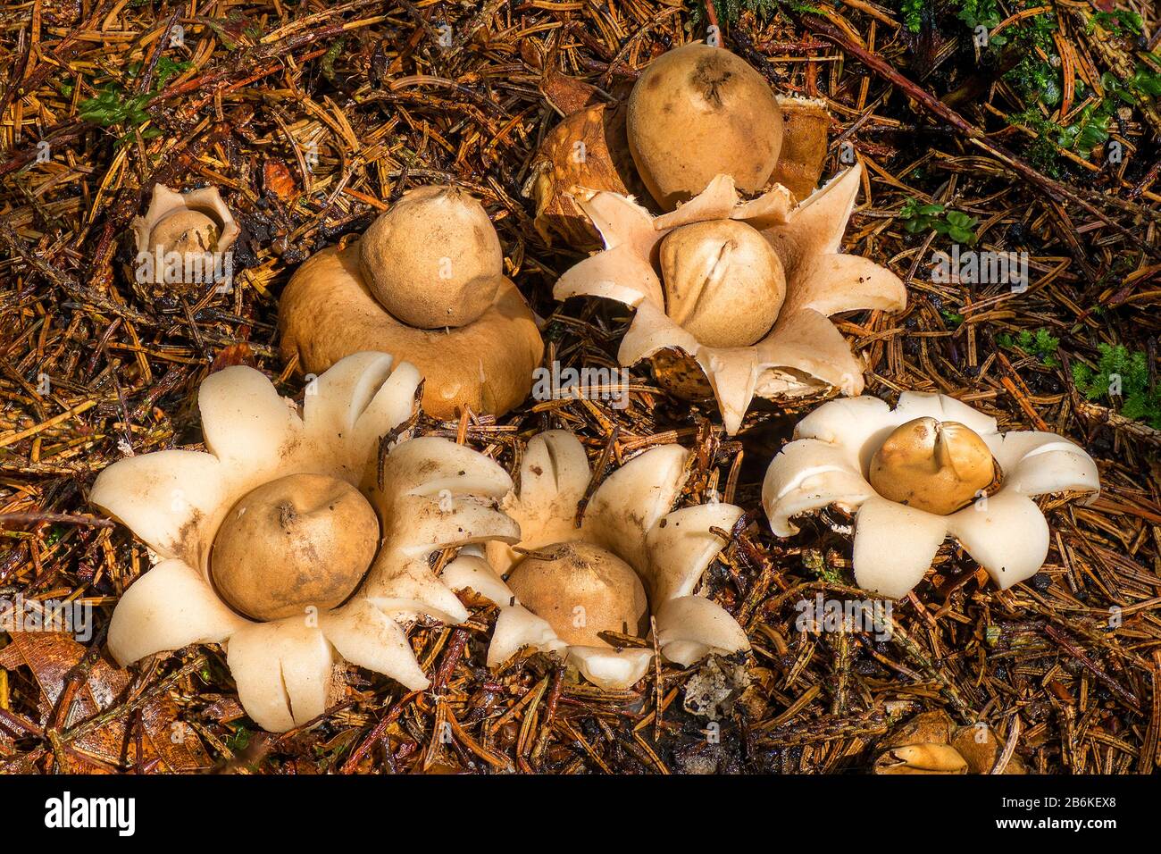 collared earthstar (Geastrum triplex), fruiting bodies, Germany ...