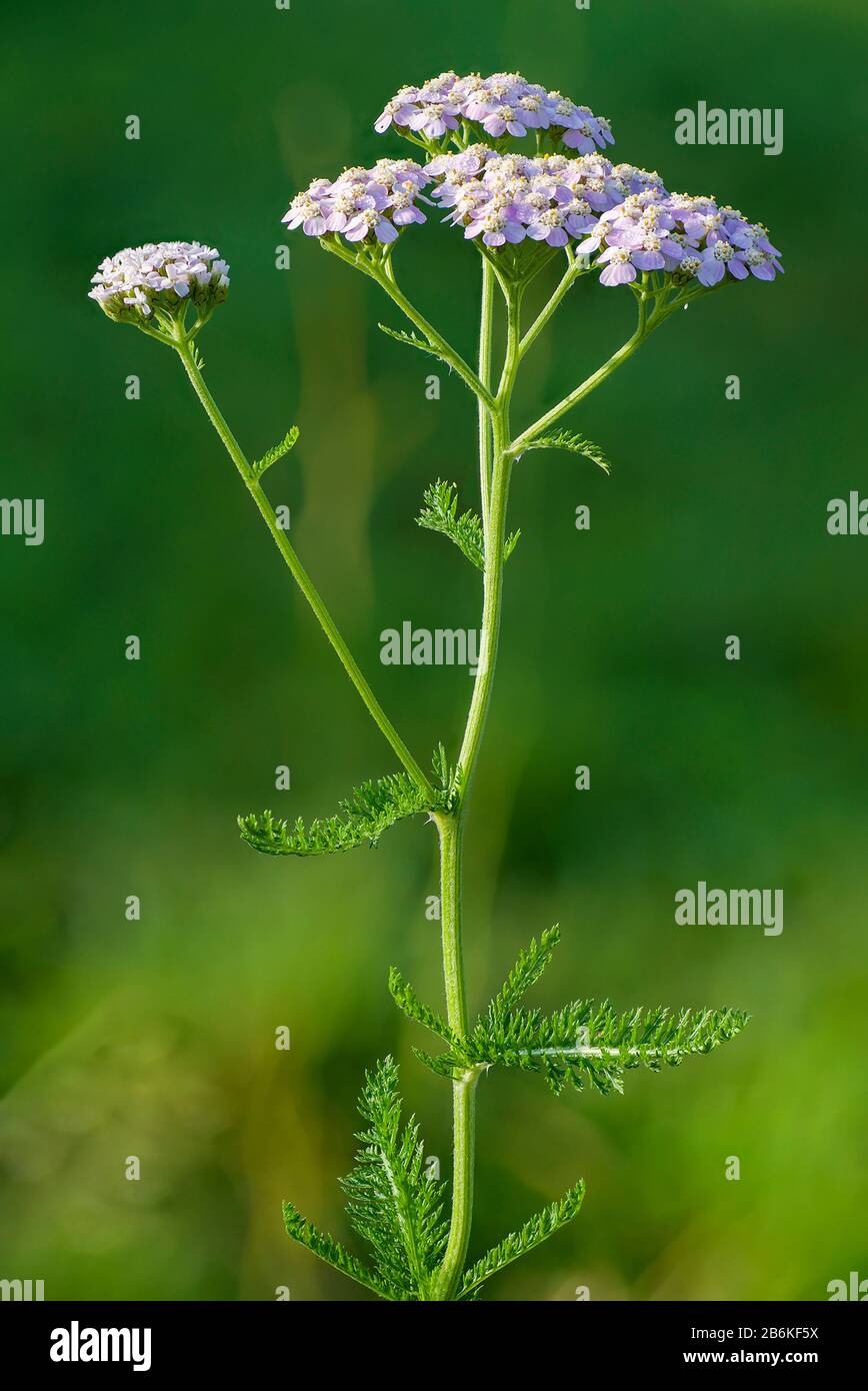 Yarrow, Common yarrow (Achillea millefolium), blooming, Germany ...
