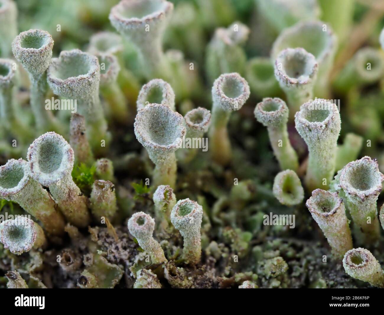 Green fungi hi-res stock photography and images - Alamy