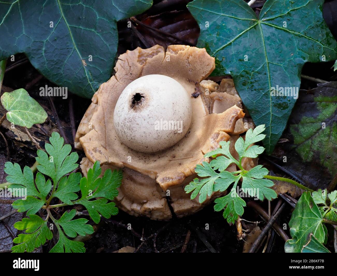 Common earthstar hi-res stock photography and images - Alamy