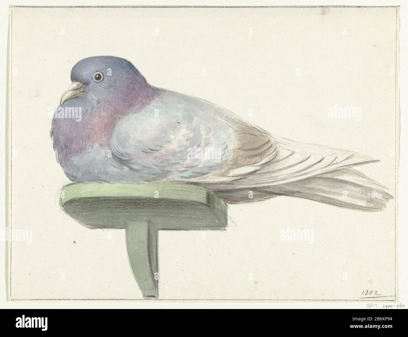 Sitting Doves Drawing