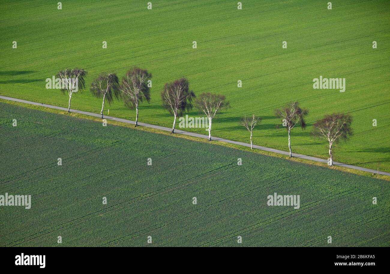 common birch, silver birch, European white birch, white birch (Betula ...