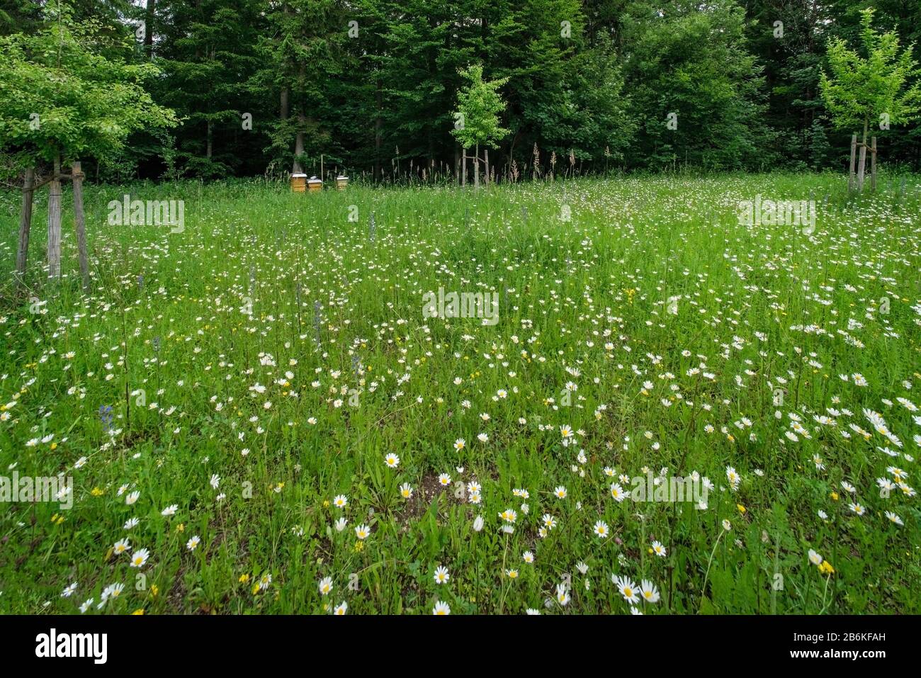 oxeye daisy, ox-eye daisy, white-weed, white daisy, dog daisy ...
