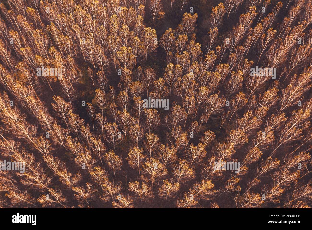 Beautiful wooded area hi-res stock photography and images - Alamy