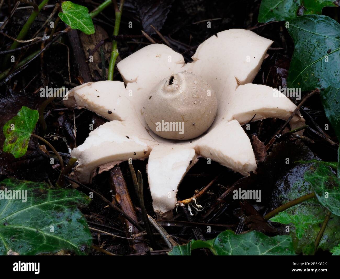 Collared Earthstars, Geastrum triplex, Sandwich, KENT UK Stock Photo ...