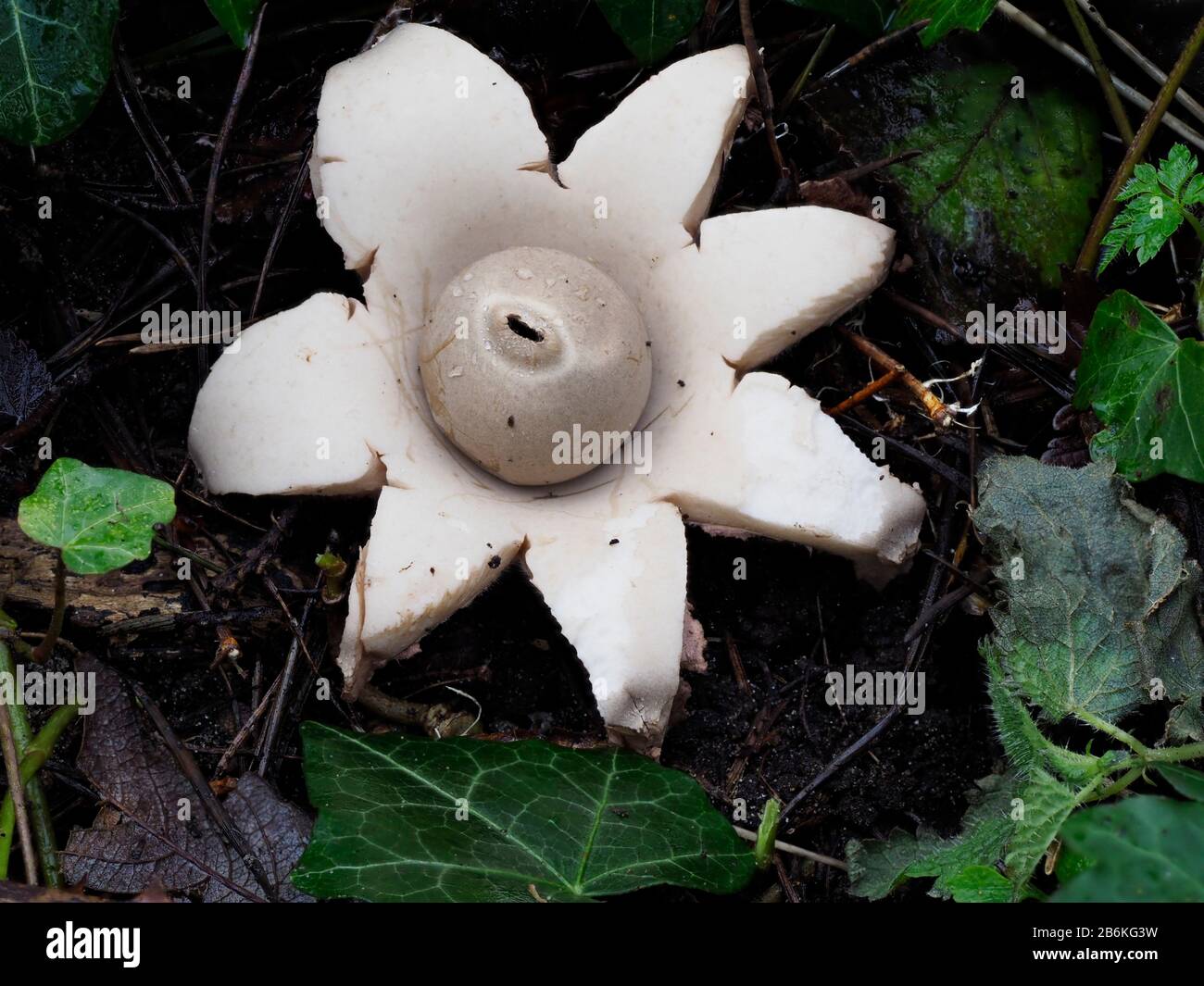Collared Earthstars, Geastrum triplex, Sandwich, KENT UK Stock Photo ...