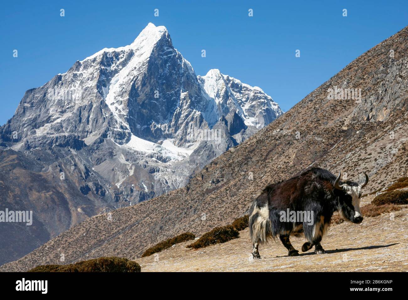 yak on the Everest trail in Nepal Stock Photo - Alamy