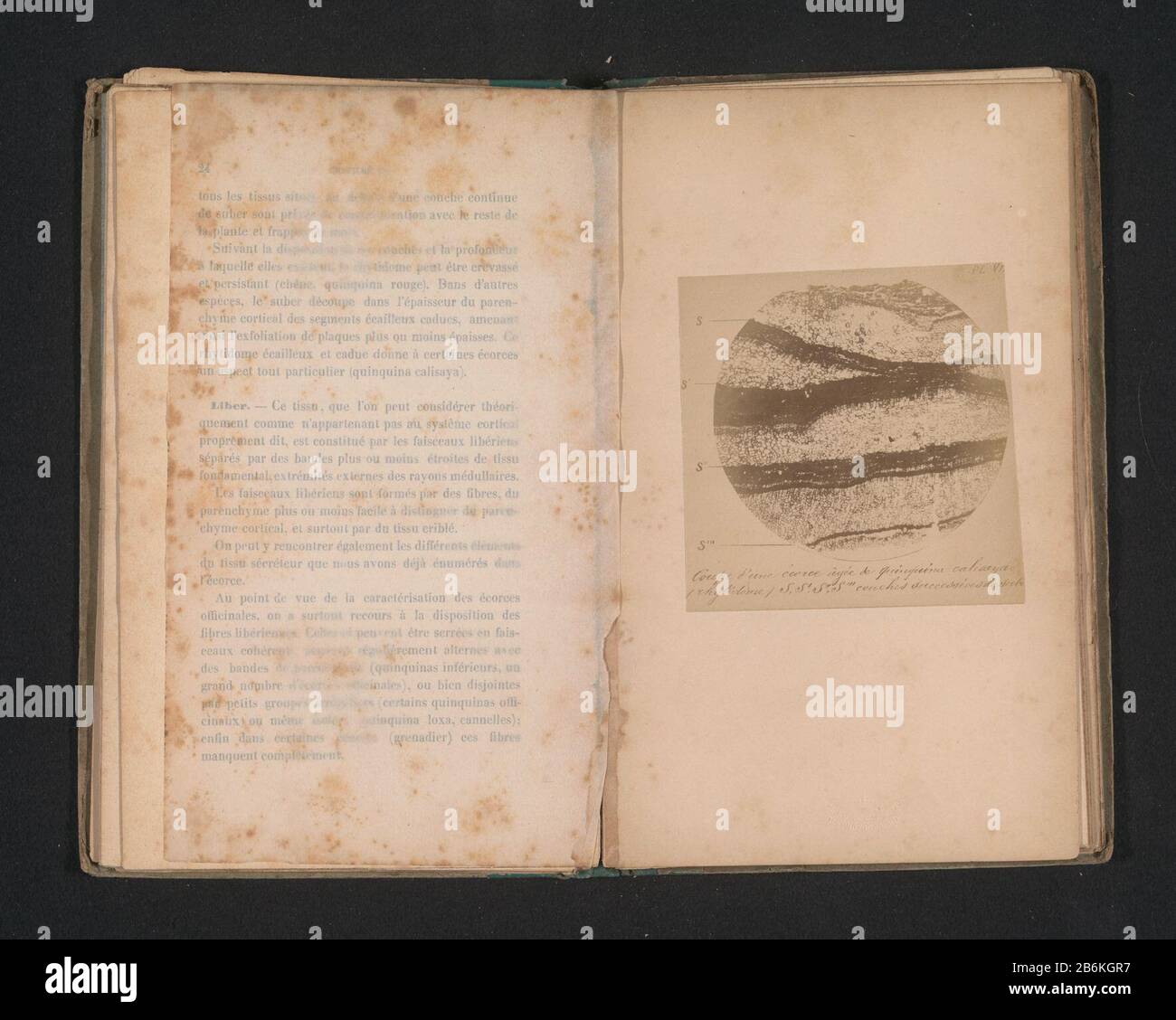 Cinchona calisaya bark hi-res stock photography and images - Alamy