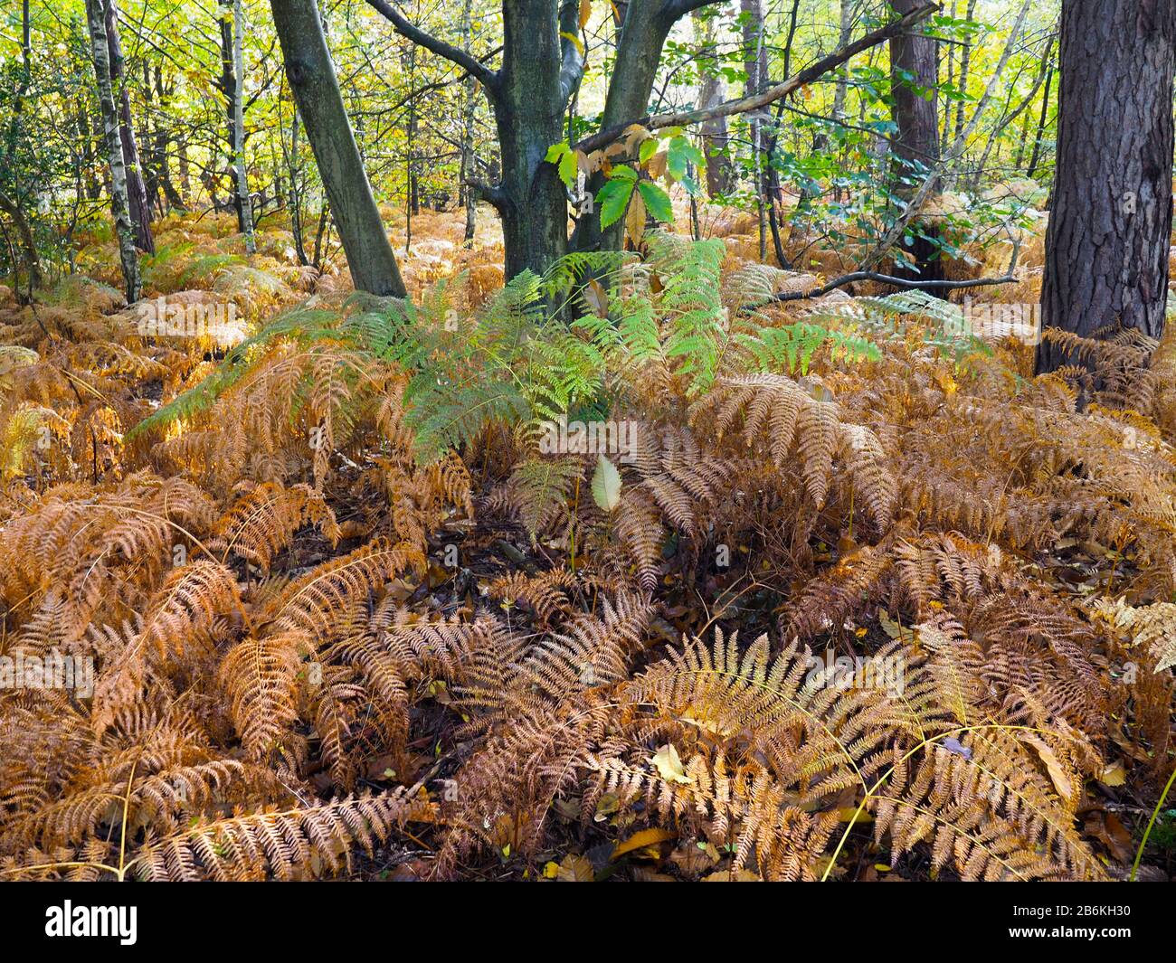 Bracken, Pteridium aquilinum, autumn colours, West Blean Woodlands ...
