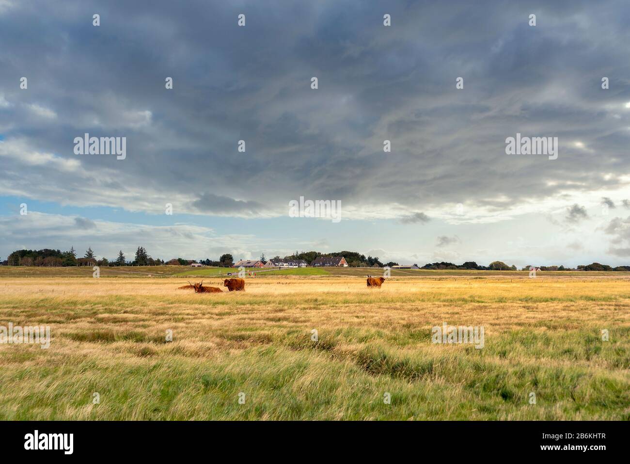 Landscape with salt marshes and Scottish highland cattle, Sankt Peter ...
