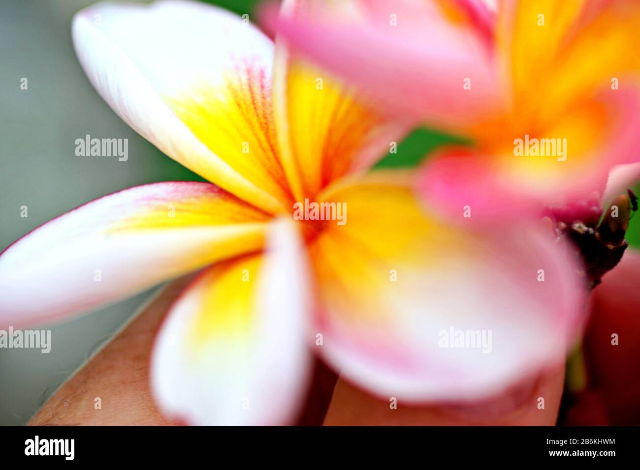 Frangipani plant hi-res stock photography and images - Alamy
