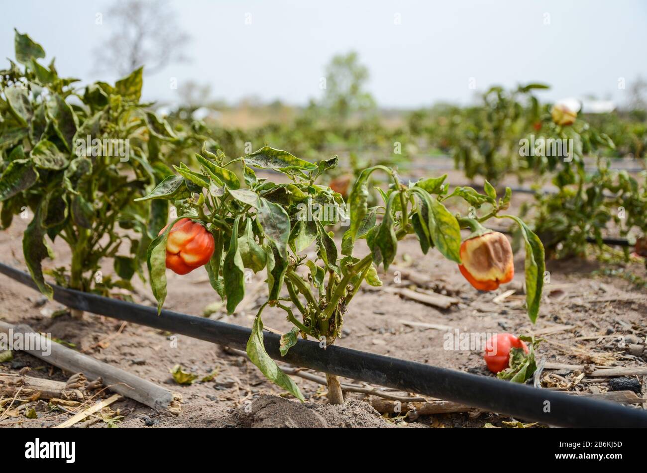 Green pepper farming in Ghana Stock Photo - Alamy