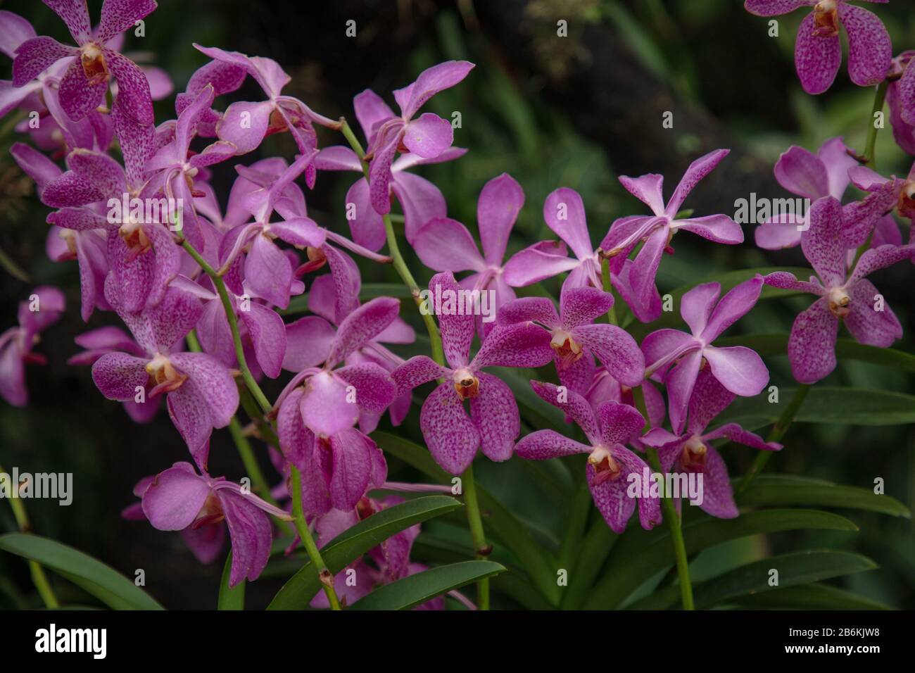 Orchid aranda chark kuan pink hi-res stock photography and images - Alamy