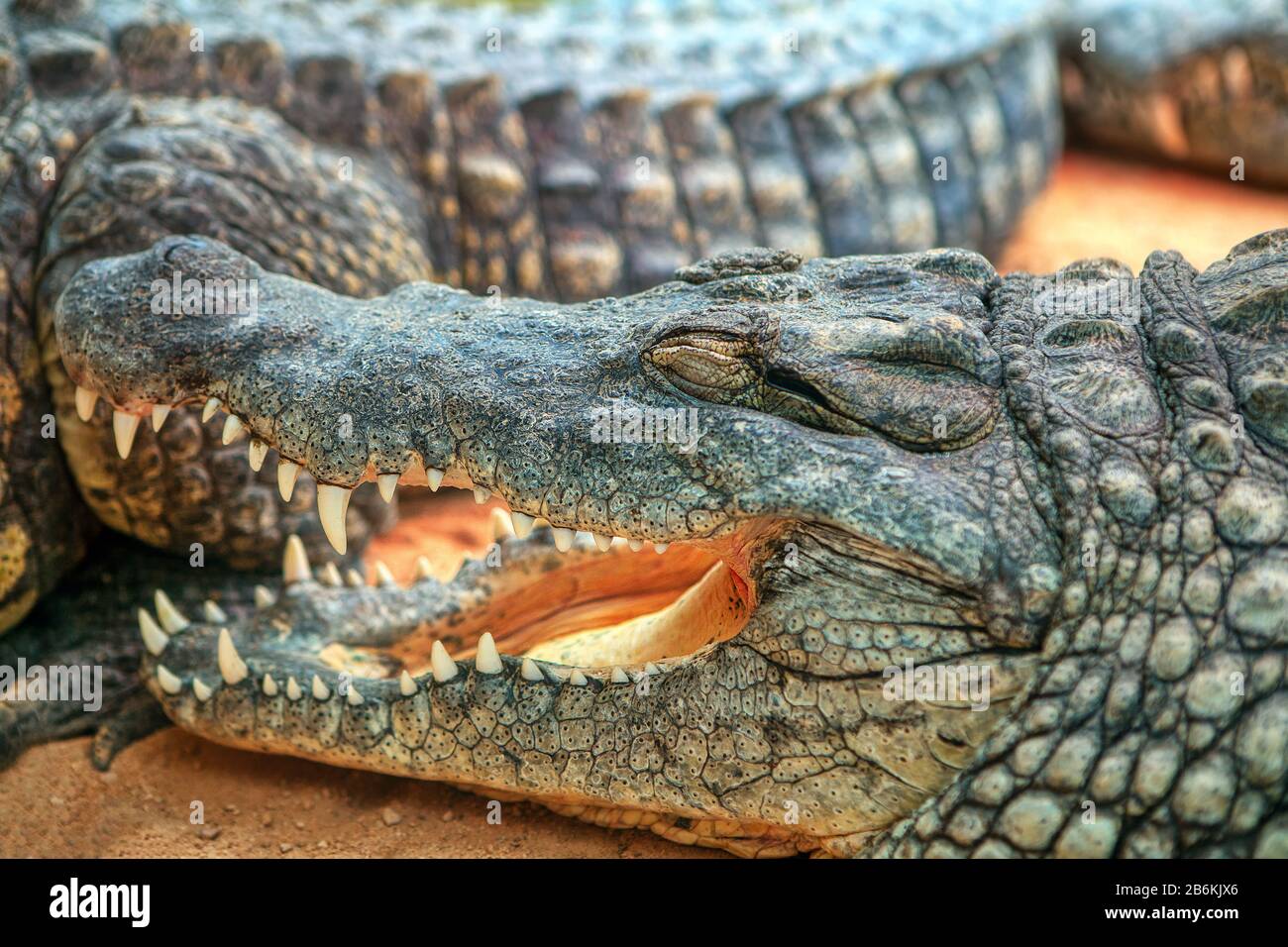 sleeping crocodile with open mouth Stock Photo - Alamy