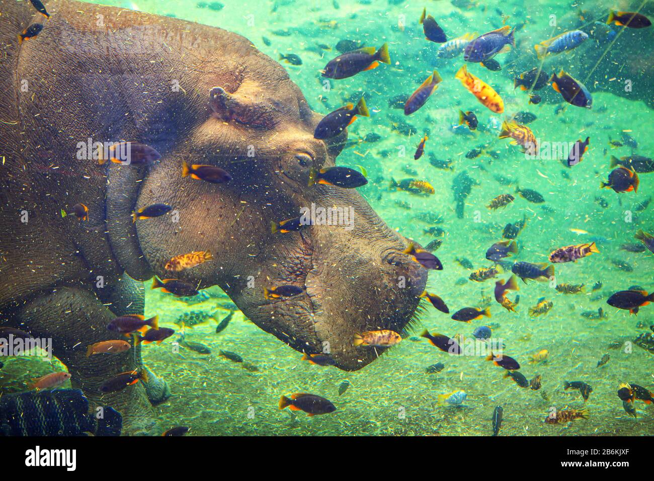colorful positive picture with hippo and fish Stock Photo - Alamy