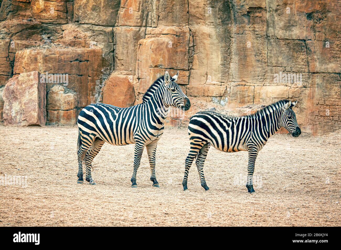 two grant Zebras standing together Stock Photo - Alamy two grant Zebras standing together Stock Photo - Alamy