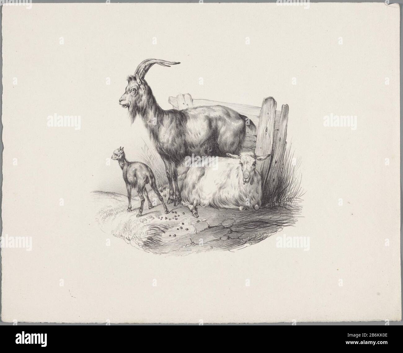 A goat, a goat and a lamb Six small animal studies (series title) six ...