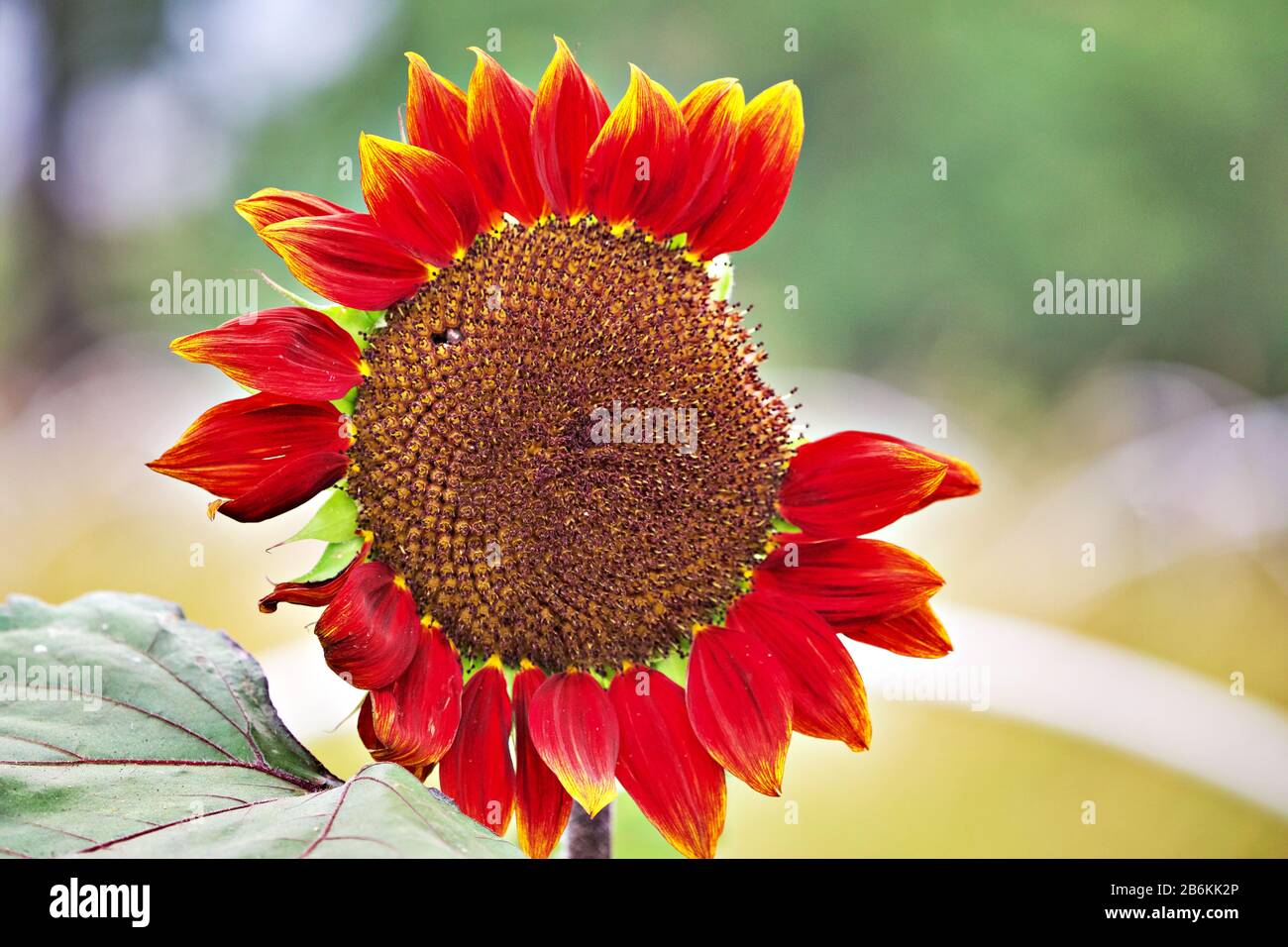 Sunflower falling apart Stock Photo - Alamy