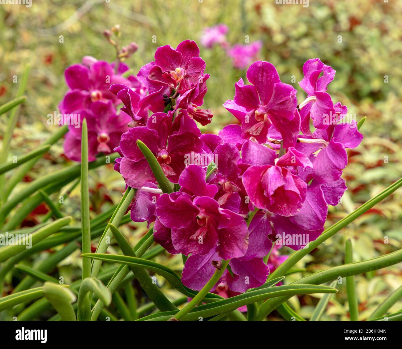 Orchid Papilionanda Taib close up, seen outside closeup Stock Photo - Alamy