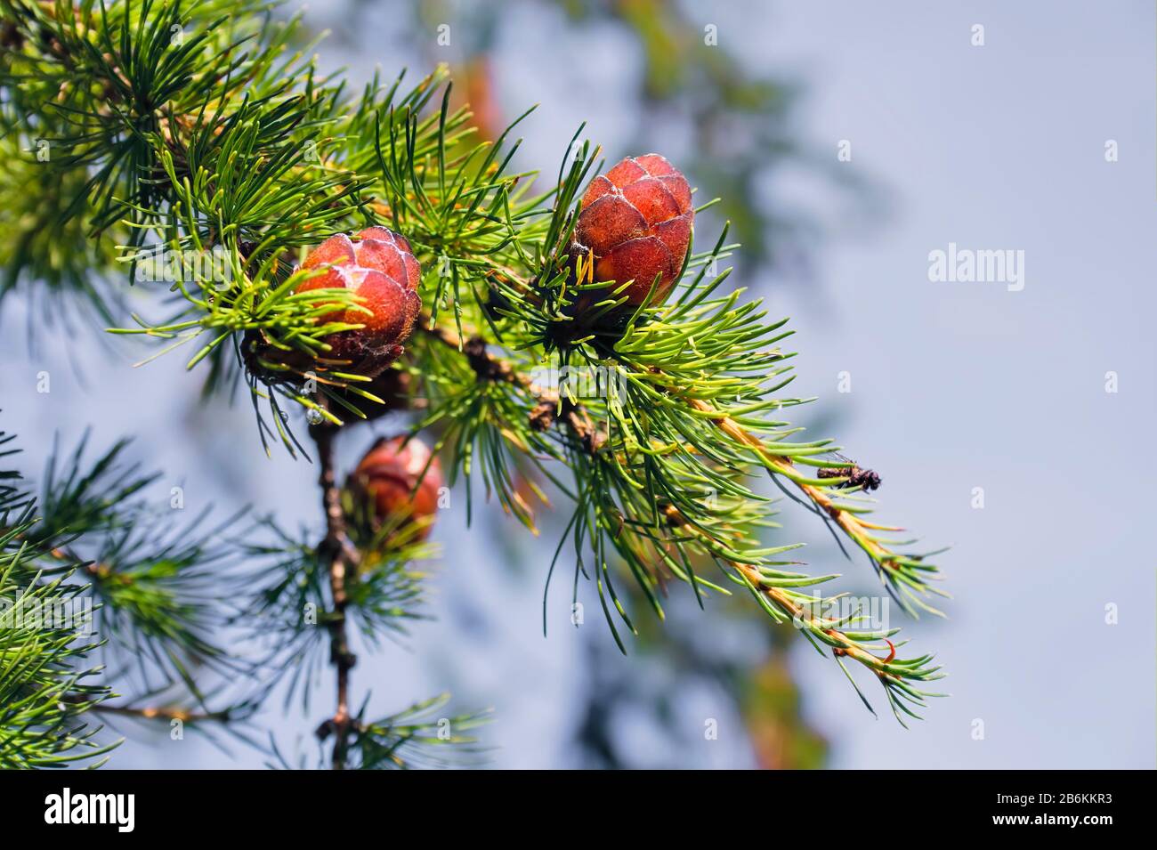Larix decidua twig hi-res stock photography and images - Alamy