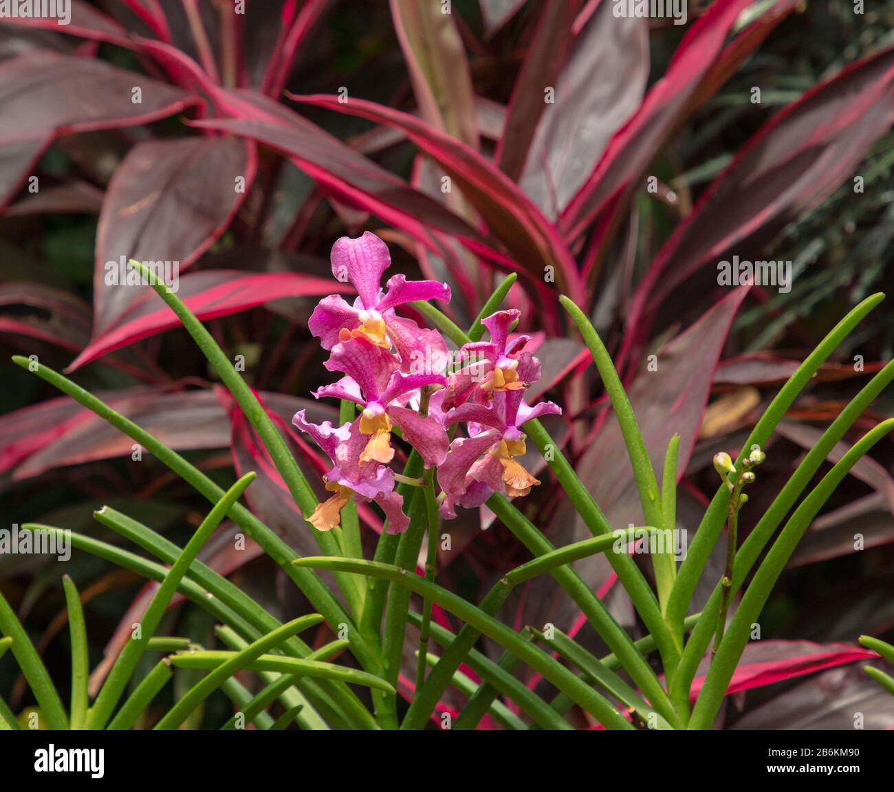 Orchid papilionanda andrea bocelli hi-res stock photography and images ...