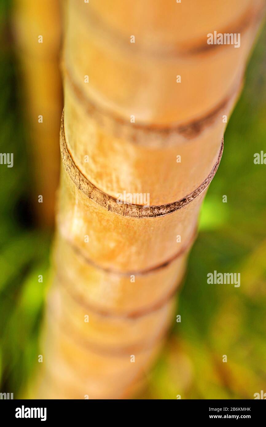 bamboo trunk close up Stock Photo - Alamy