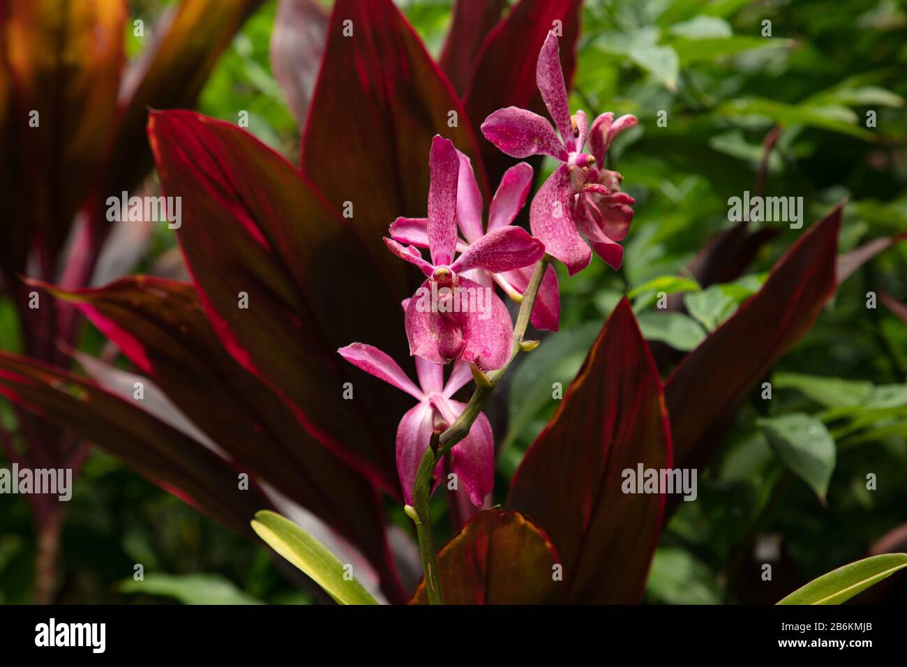Orchid Papilionanda Andrea Bocelli seen outside in Singapore Botanical ...