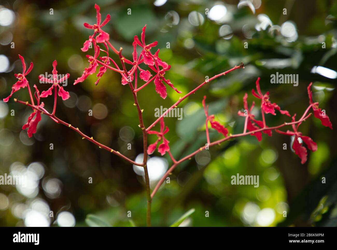 Renanthera orchid hi-res stock photography and images - Alamy